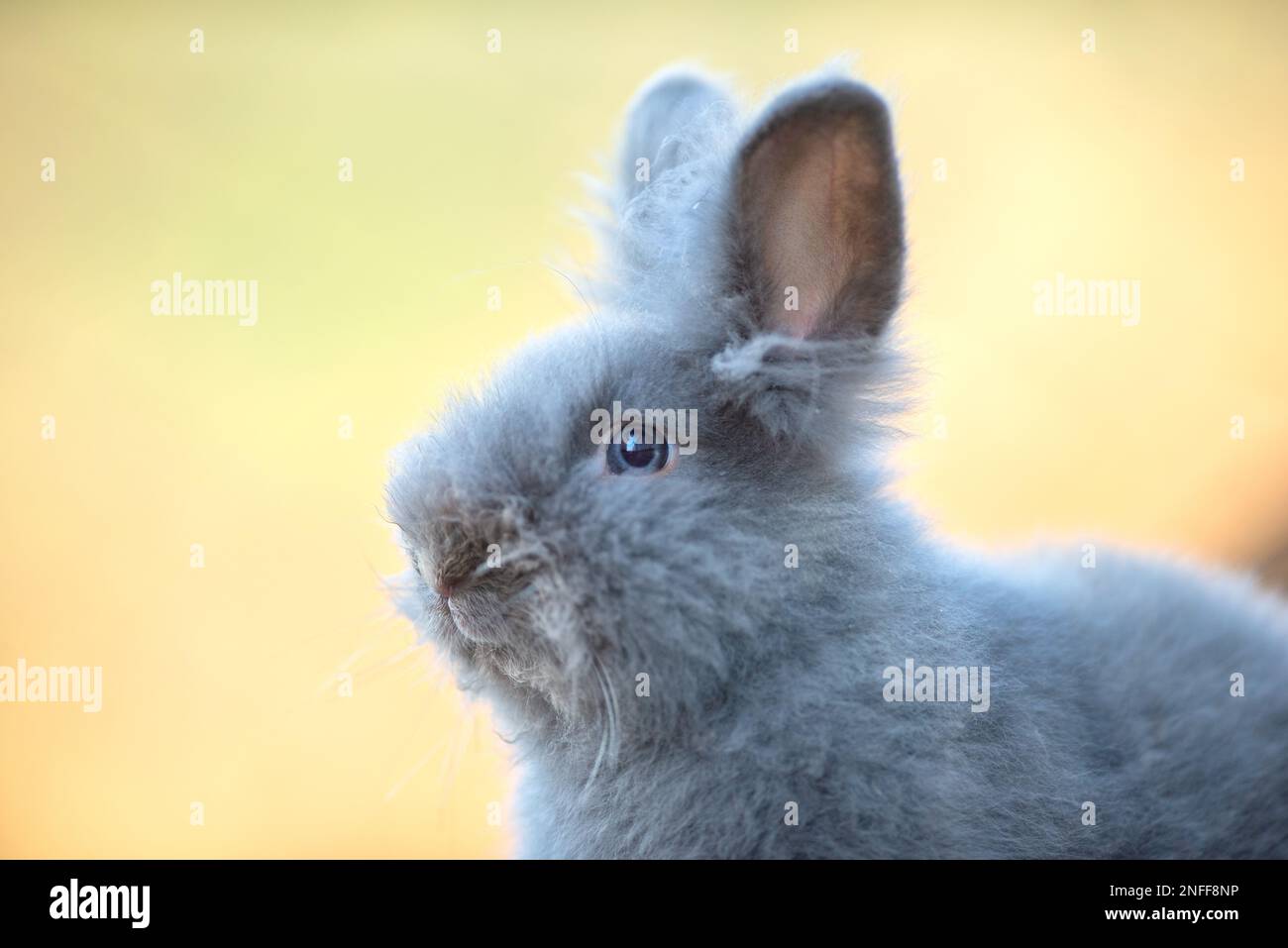 Cute grey fluffy rabbit sitting on grass backyard Stock Photo - Alamy