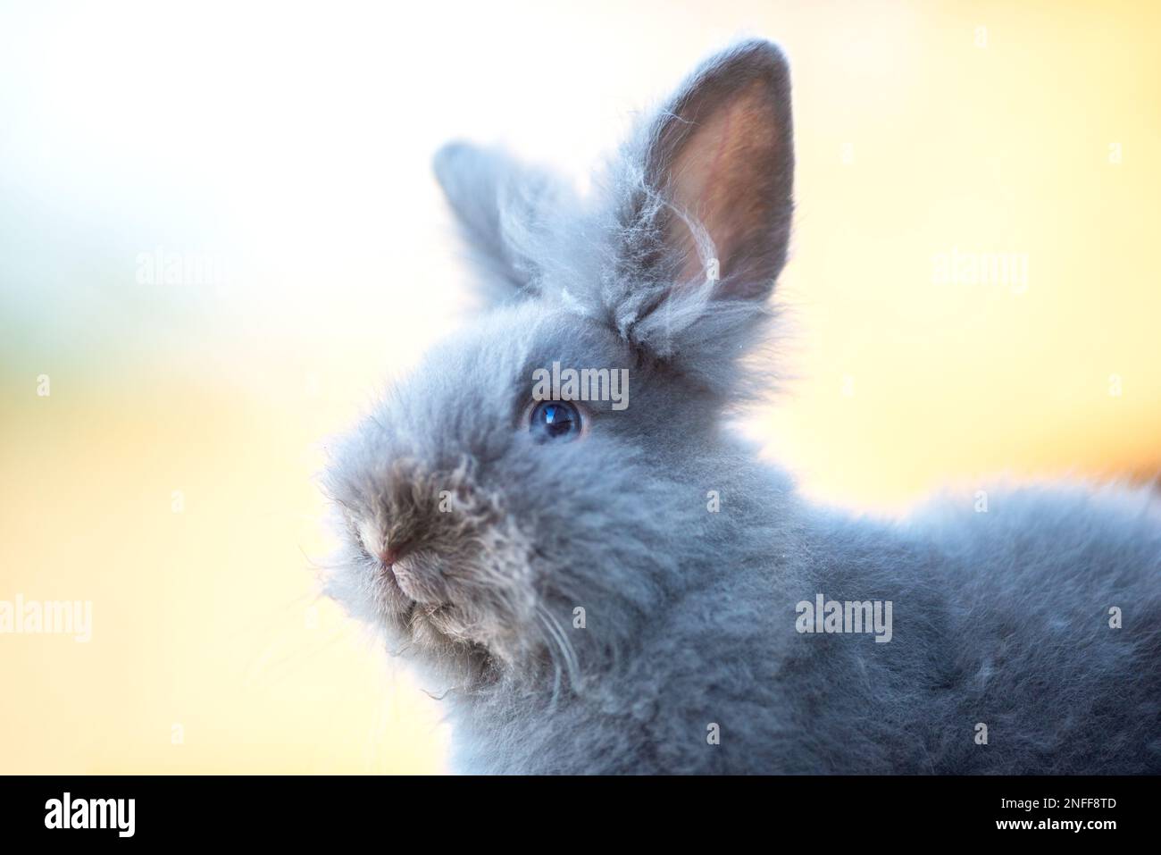 Cute grey fluffy rabbit sitting on grass backyard Stock Photo - Alamy