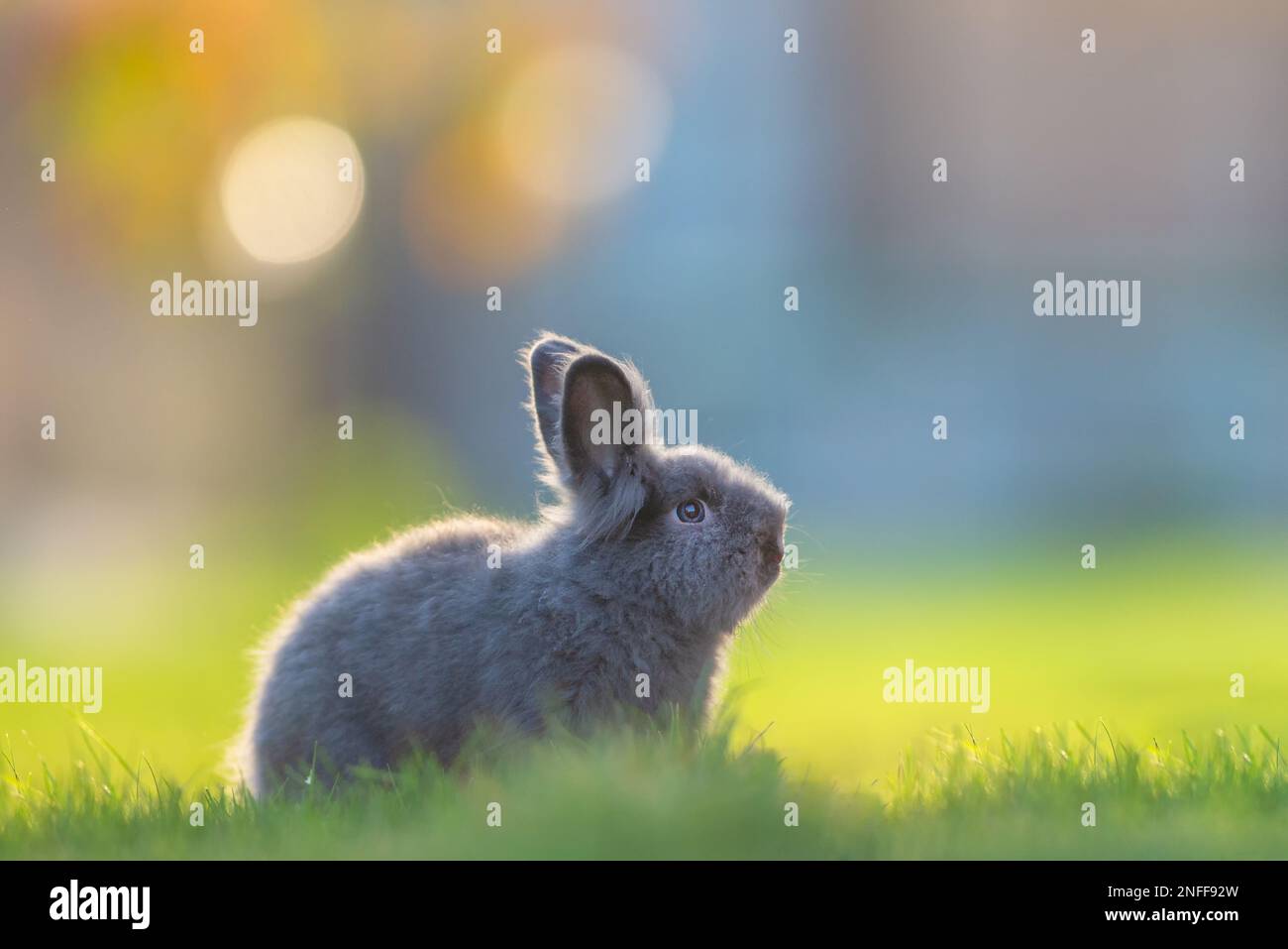 Cute grey fluffy rabbit sitting on grass backyard Stock Photo - Alamy