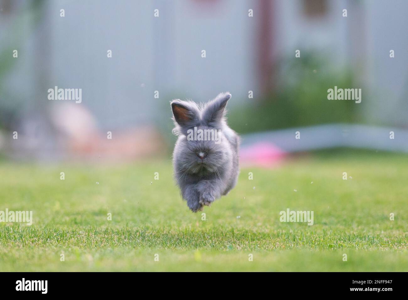 Cute grey fluffy rabbit running on grass backyard Stock Photo - Alamy
