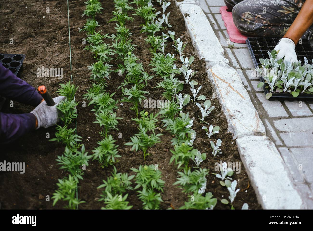 Transplanting a seedling hi-res stock photography and images - Alamy