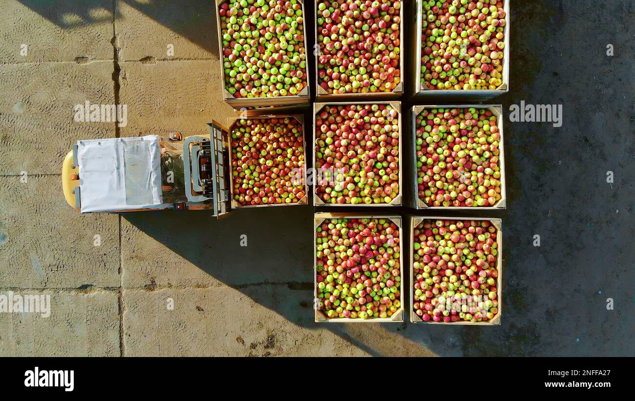 Harvest apples small loader forklift hi-res stock photography and ...