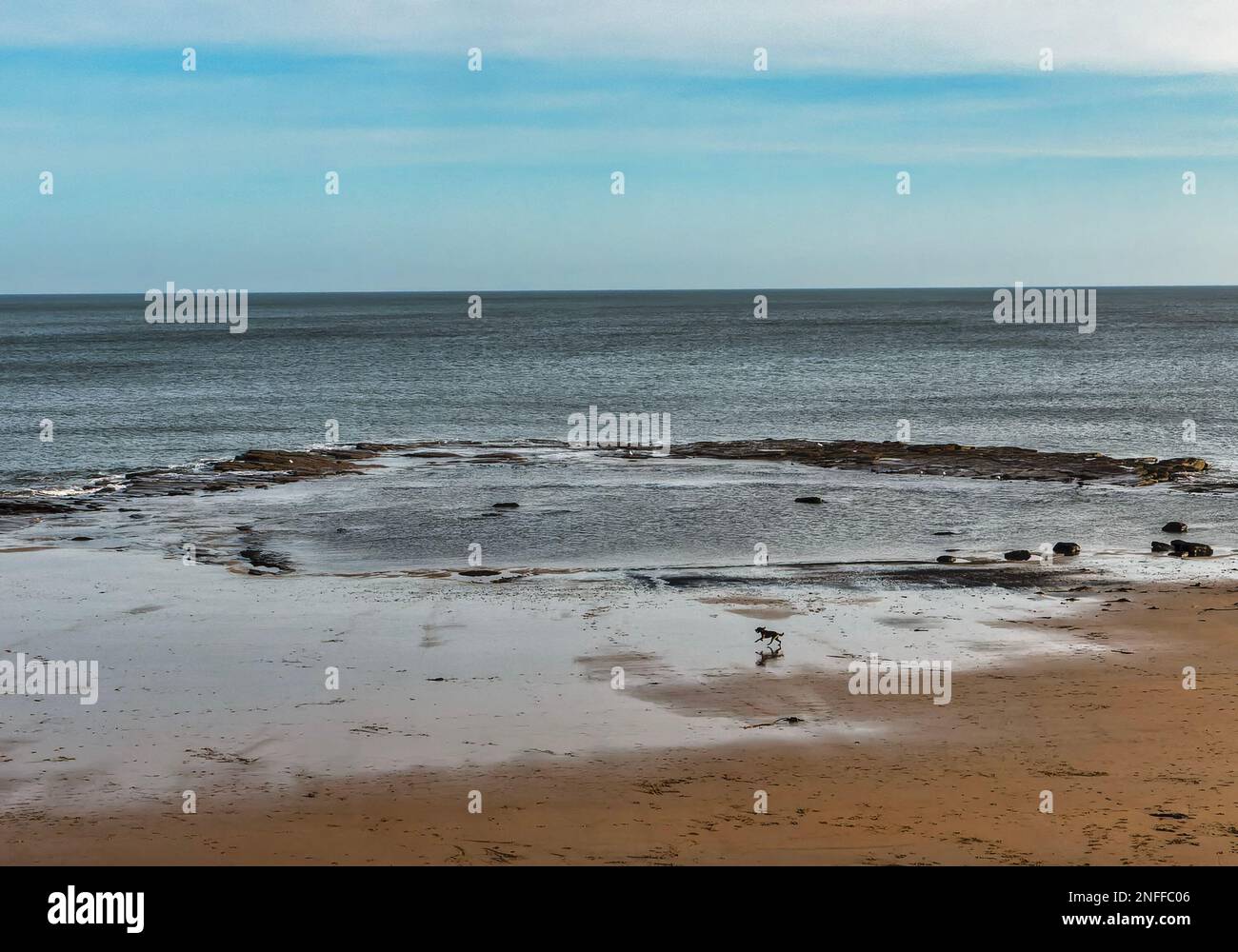 Dog on the beach at Whitley Bay Stock Photo - Alamy