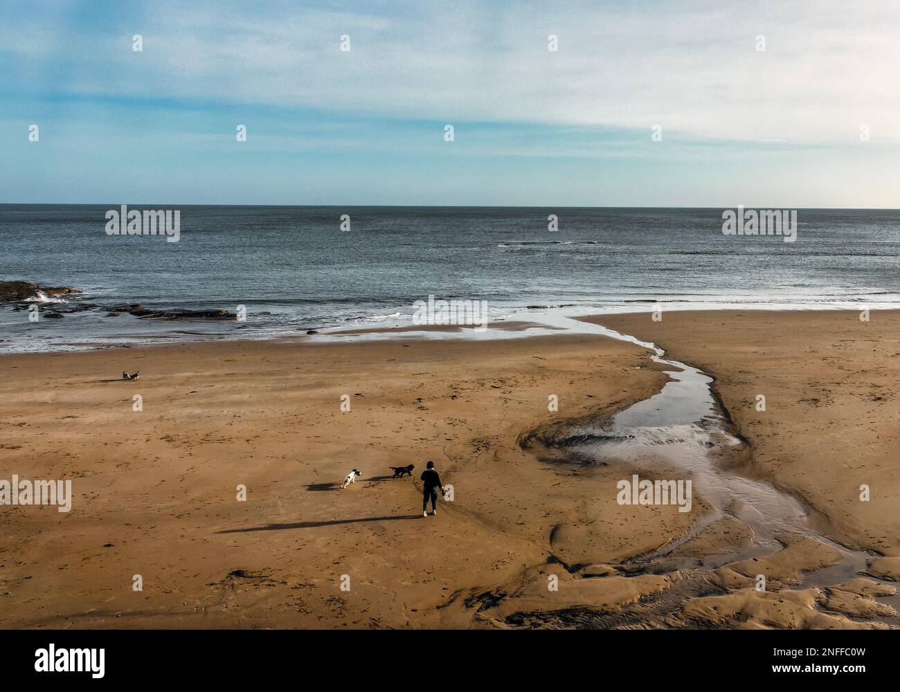 Dog on the beach at Whitley Bay Stock Photo - Alamy