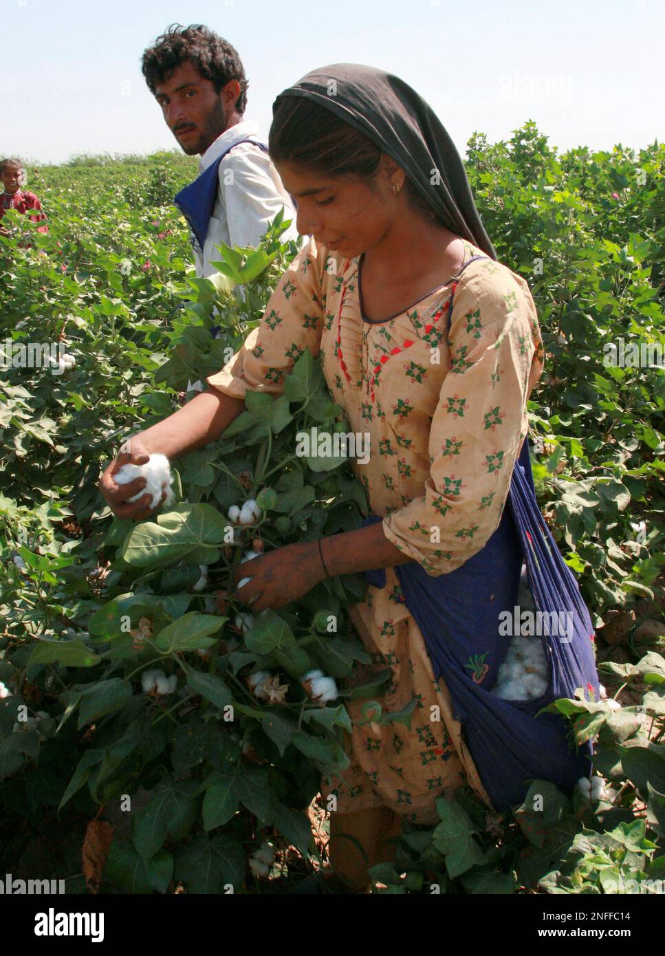 Pakistani villagers pluck cotton at a field in Matiari district, some ...