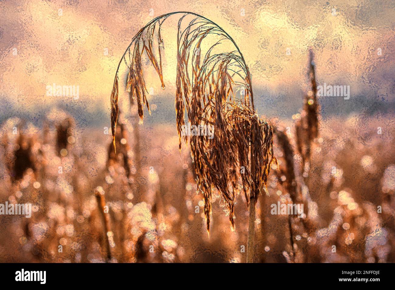Decorative reeds hi-res stock photography and images - Alamy