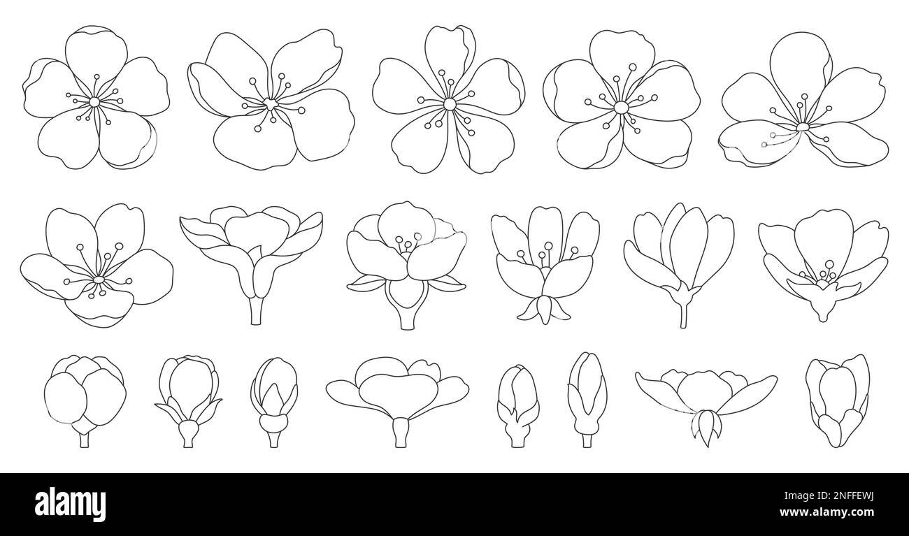 Sakura cherry flower blossom doodle black line set. Seasonal oriental ...