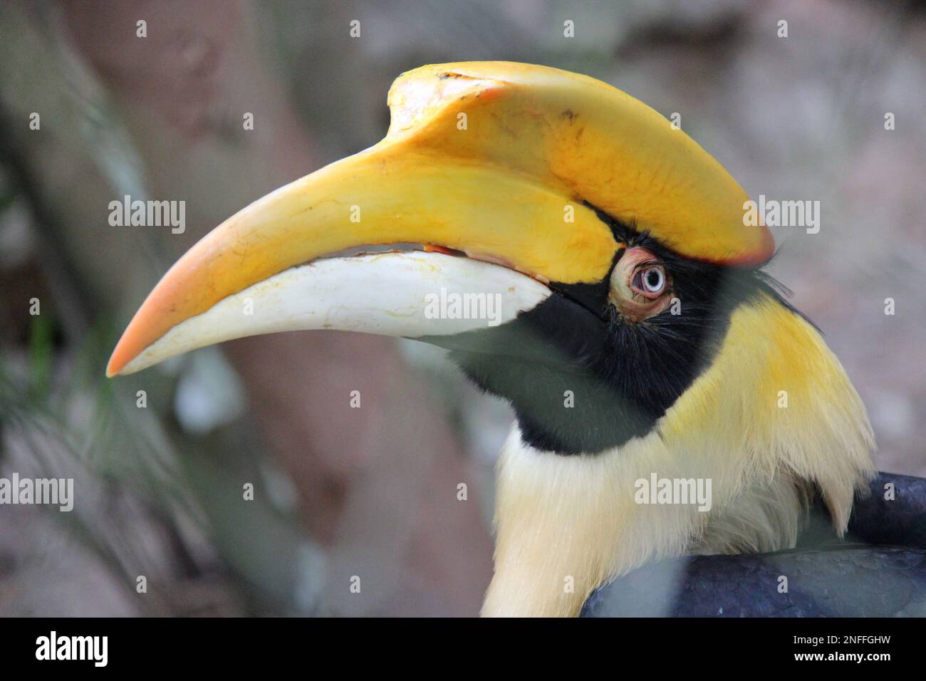 Oiseau animal jaune hi-res stock photography and images - Alamy