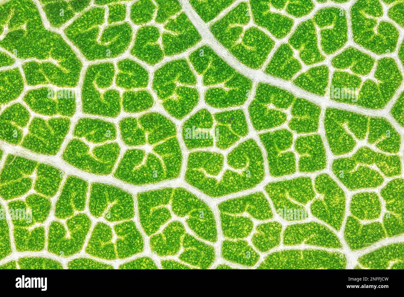 Macro chestnut leaf. Close up view of green leaf and veins. Microscopic ...