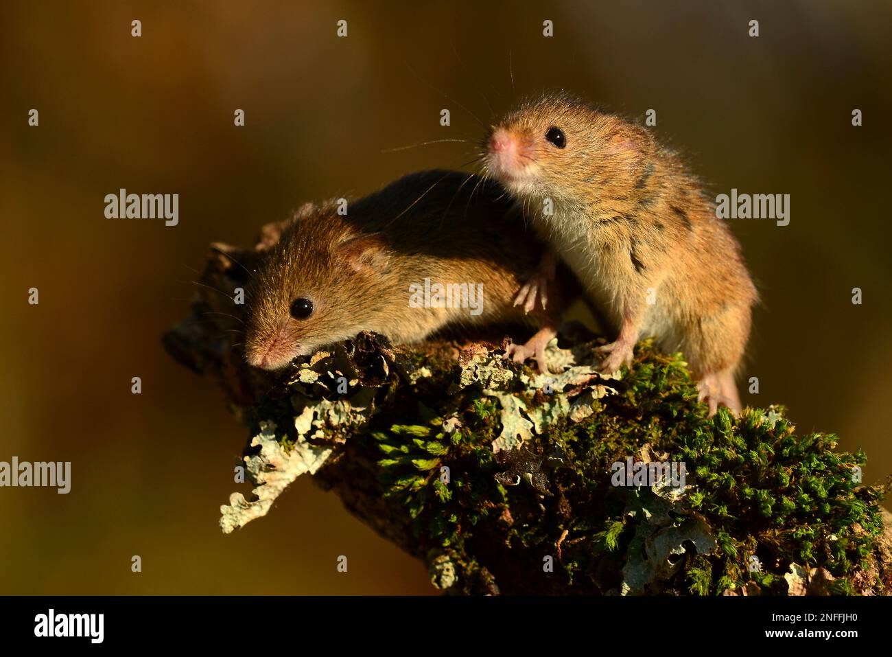 adult harvest mice micromys minutes sorcinus Stock Photo - Alamy