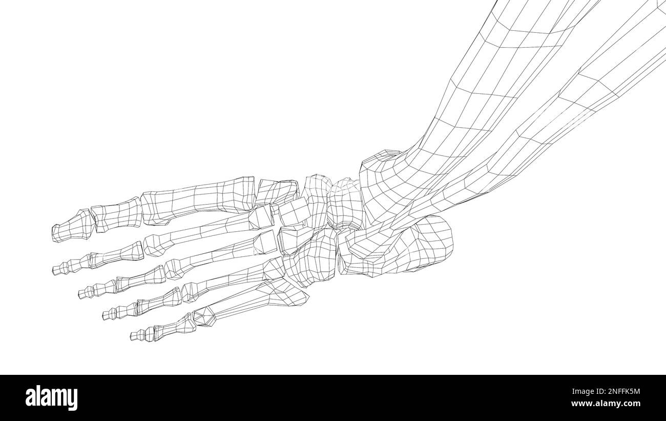 Human skeleton. 3d illustration Stock Photo - Alamy