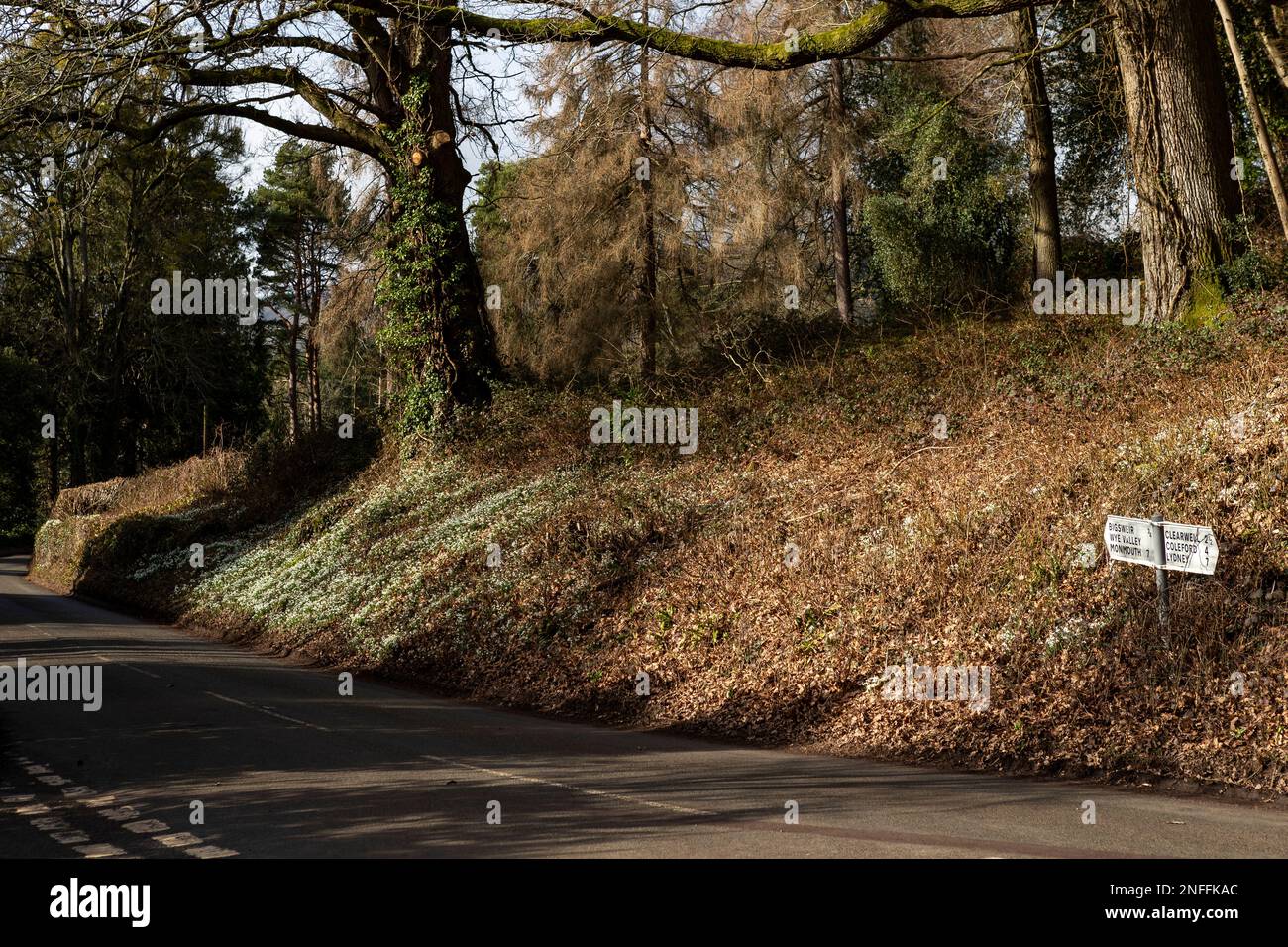 Snowdrops in the Forest of Dean and Wye Valley Stock Photo - Alamy Snowdrops in the Forest of Dean and Wye Valley Stock Photo - Alamy