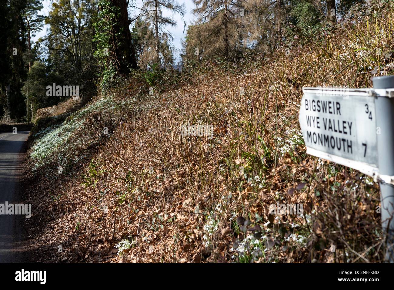 Snowdrops in the Forest of Dean and Wye Valley Stock Photo - Alamy Snowdrops in the Forest of Dean and Wye Valley Stock Photo - Alamy