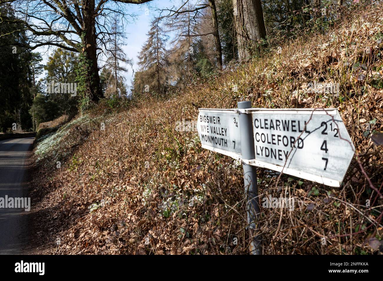 Snowdrops in the Forest of Dean and Wye Valley Stock Photo - Alamy Snowdrops in the Forest of Dean and Wye Valley Stock Photo - Alamy
