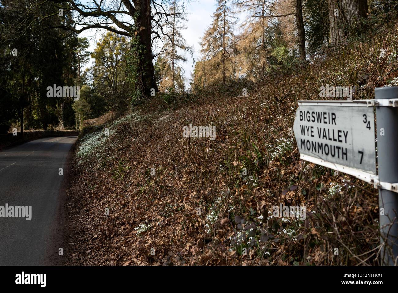 Snowdrops in the Forest of Dean and Wye Valley Stock Photo - Alamy