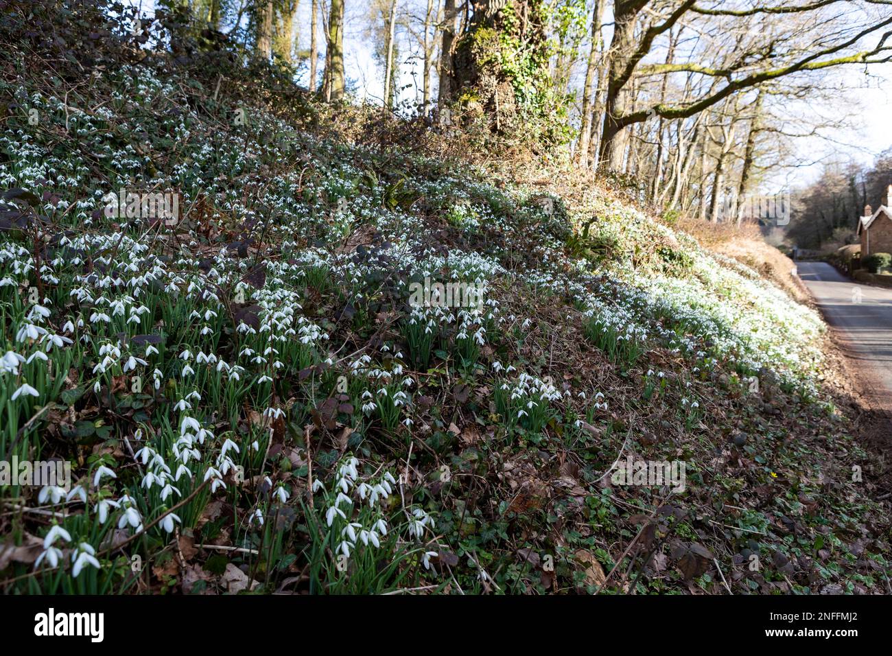 Snowdrops in the Forest of Dean and Wye Valley Stock Photo - Alamy