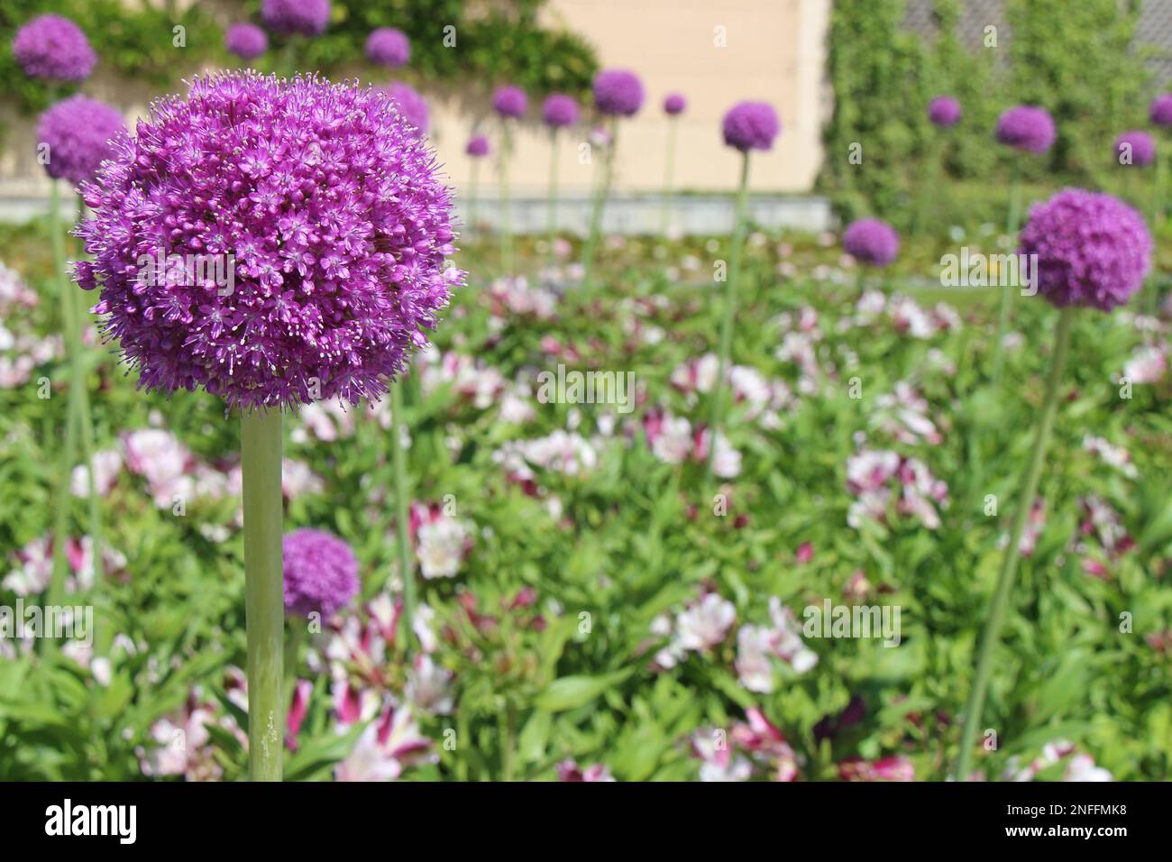 garlic flower in a garden (france Stock Photo - Alamy