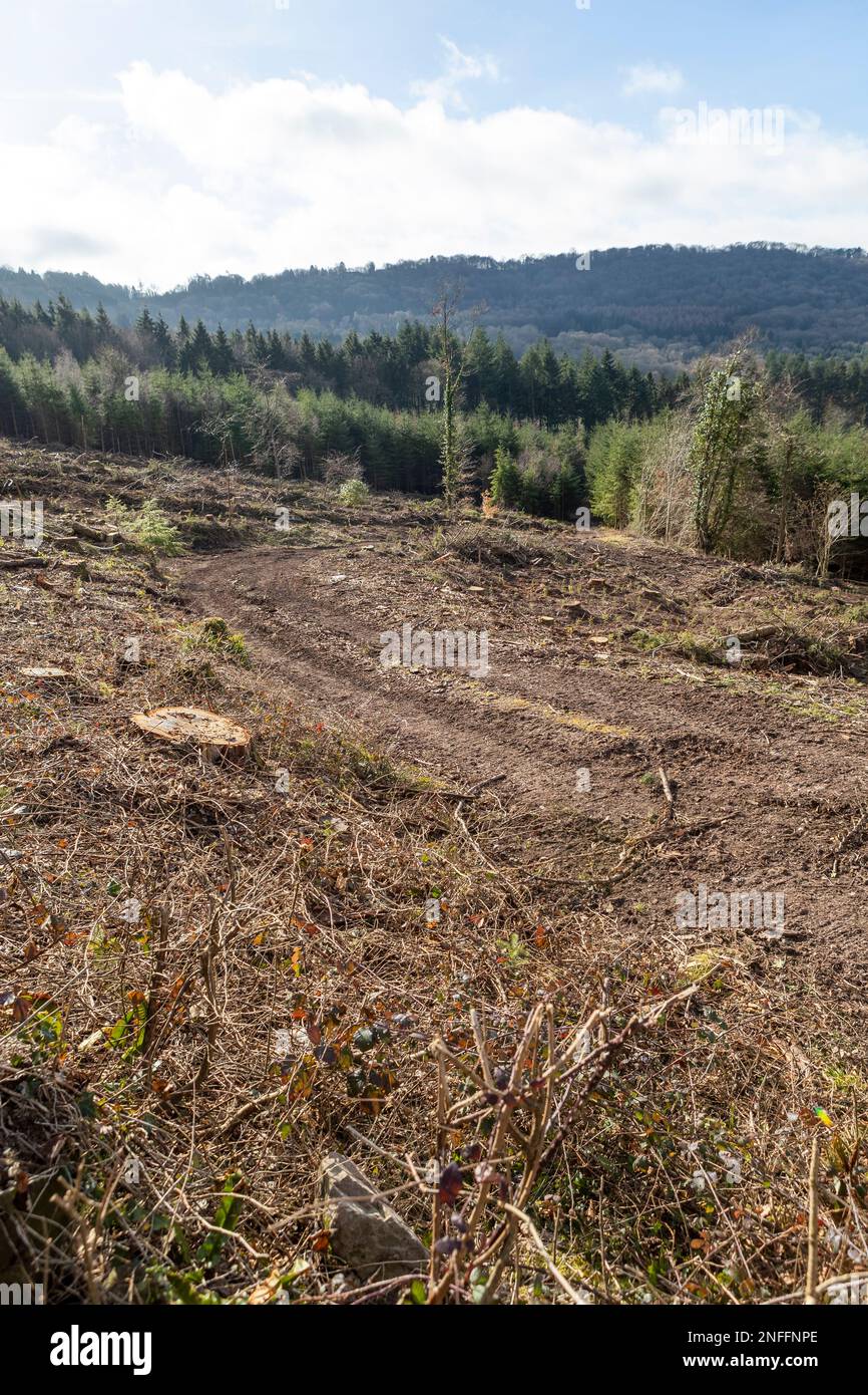 Clear felling forestry plantation Stock Photo - Alamy
