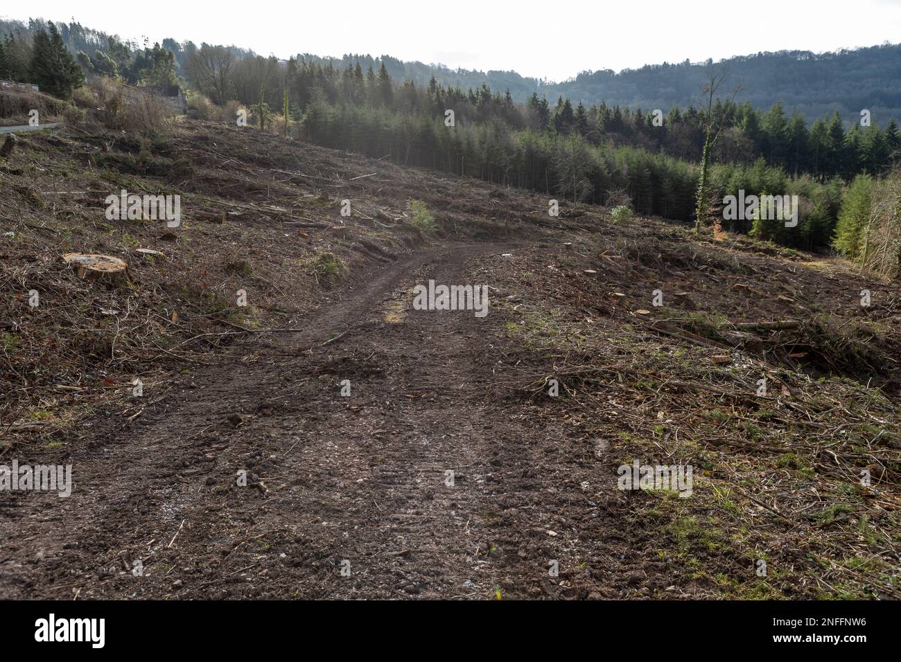 Clear felling forestry plantation Stock Photo - Alamy