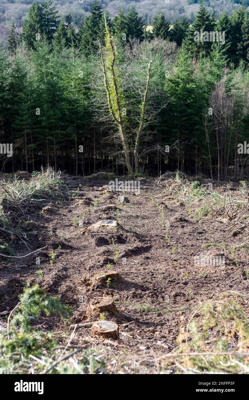 Clear felling forestry plantation Stock Photo - Alamy