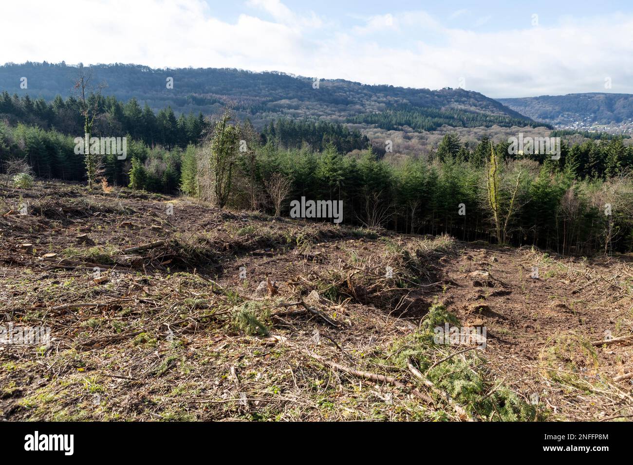 Clear felling forestry plantation Stock Photo - Alamy
