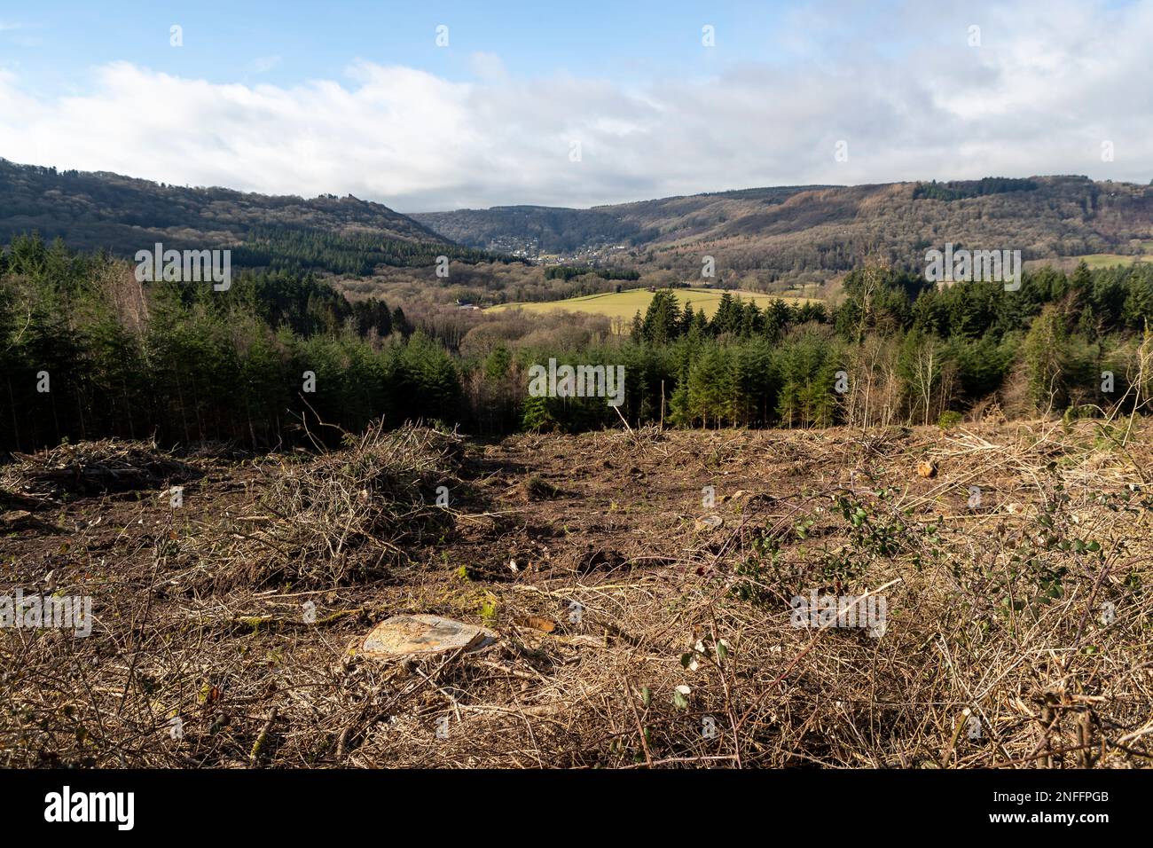 Clear felling forestry plantation Stock Photo - Alamy