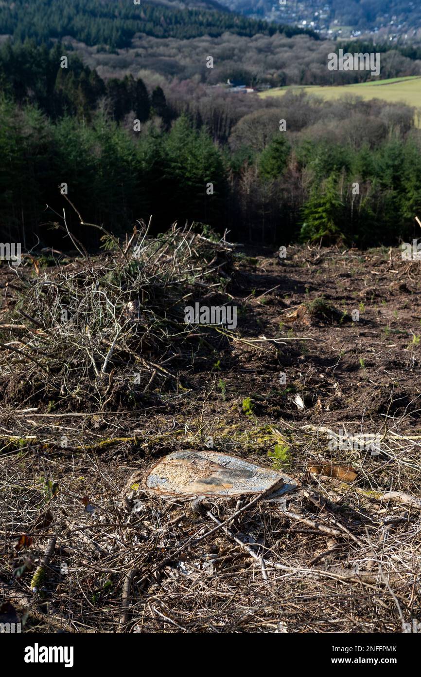 Clear felling forestry plantation Stock Photo - Alamy