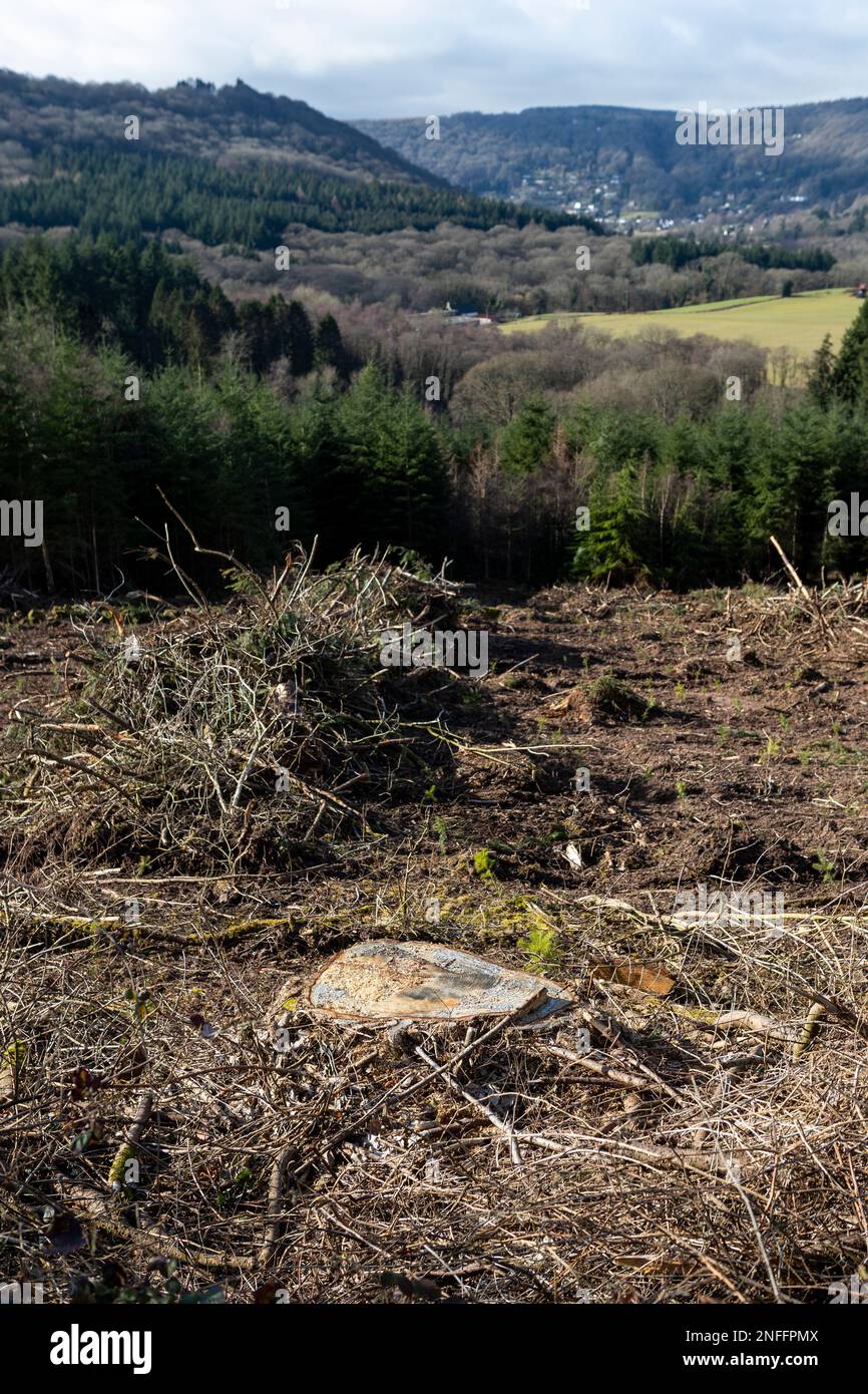 Clear felling forestry plantation Stock Photo - Alamy