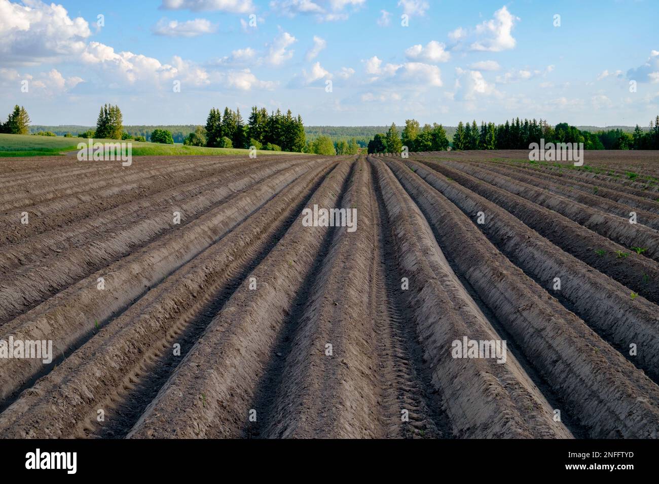Agricultural field after planting potatoes. View of a field going over ...