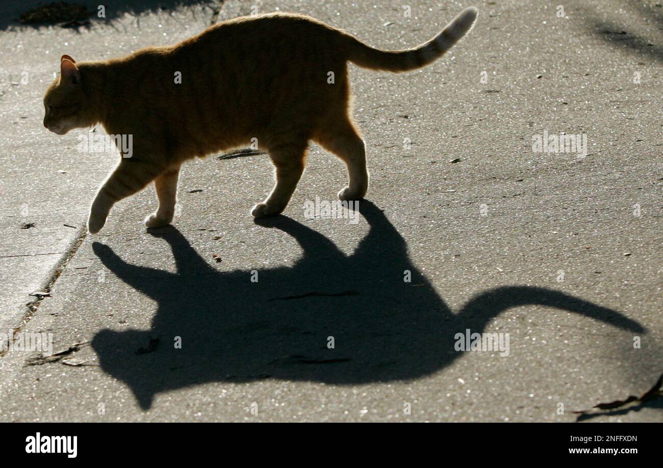 Bulo, a cat owned by Dave and Mary Pat Pellet, crosses the sidewalk ...