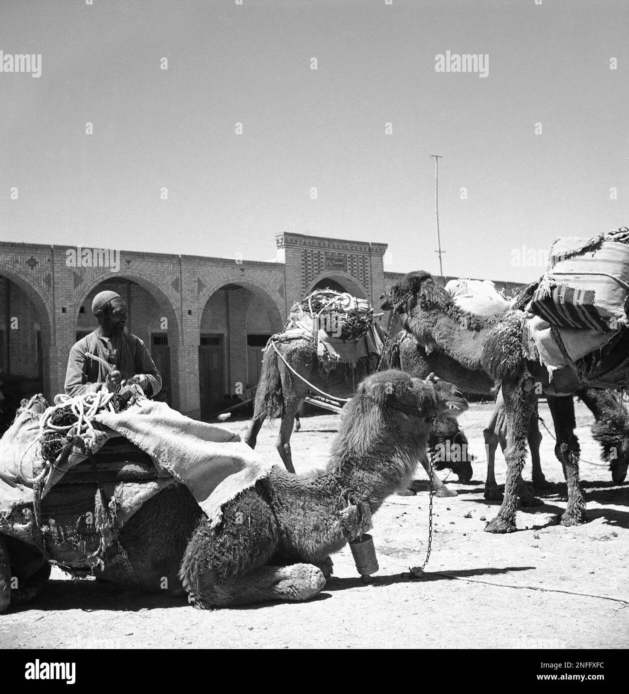 A camel driver tends his camels as they rest in the southern market ...