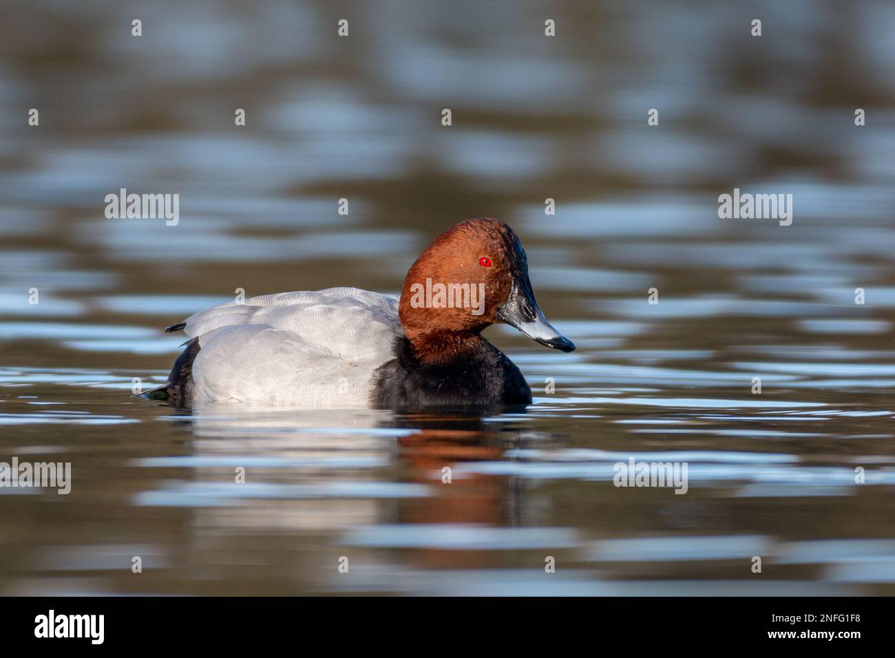 Common Pochard (Aythya ferina) on water, a red listed bird species in ...