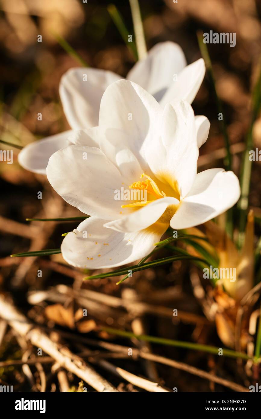 Miss vain hi-res stock photography and images - Alamy