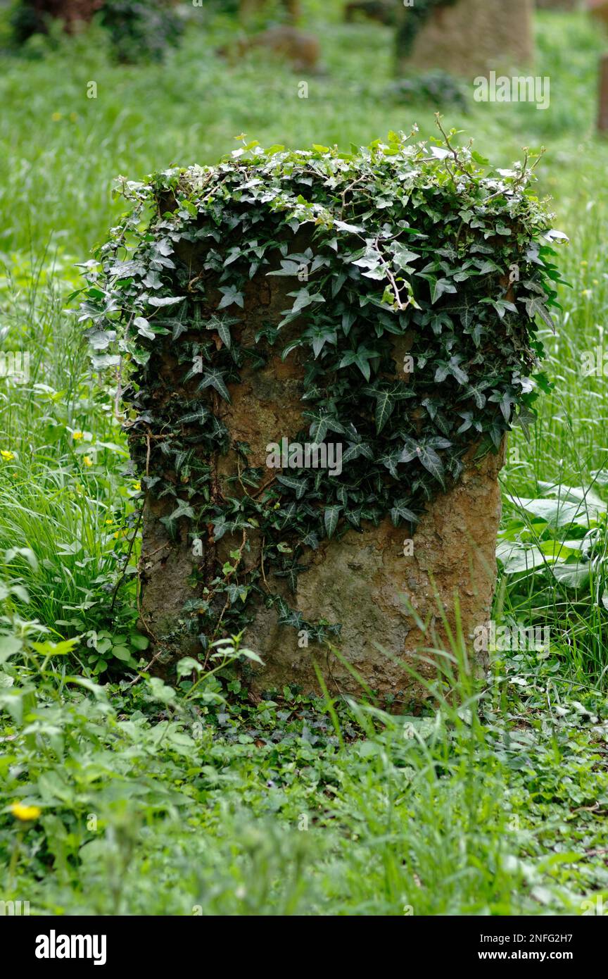 Badly eroded gravestones partly covered with ivy in an overgrown church ...