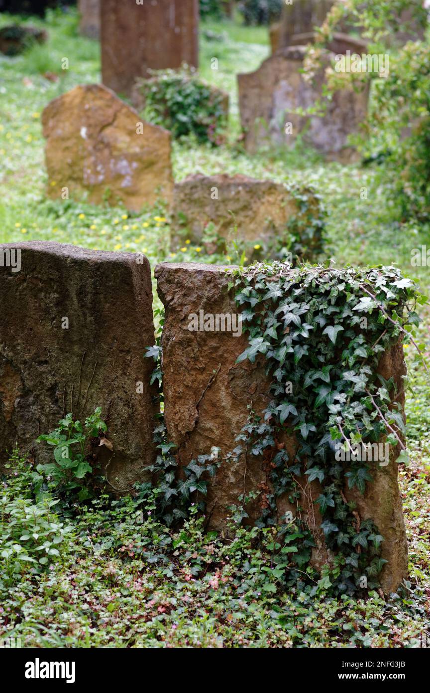 Badly eroded gravestones partly covered with ivy in an overgrown church ...