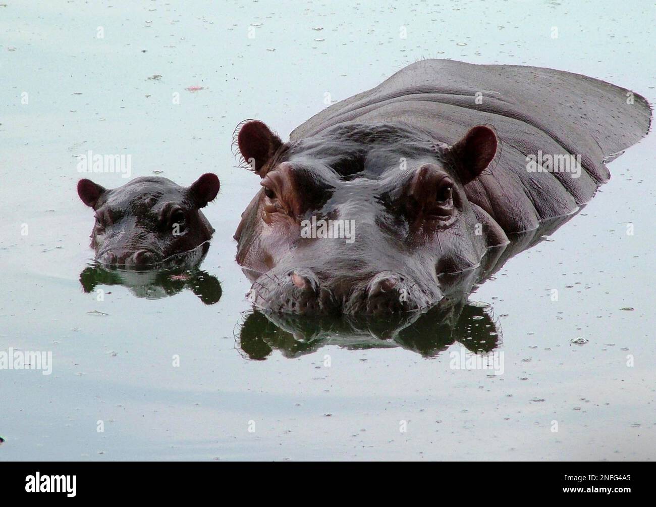 A month old hippopotamus calf is seen with its mother, in a pond at the ...