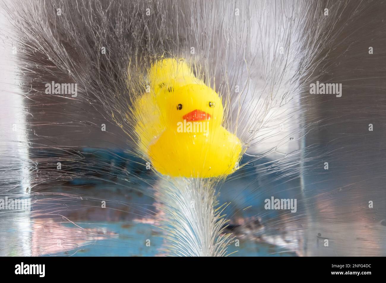 A row of small yellow rubber ducks with red beaks and black eyes frozen ...