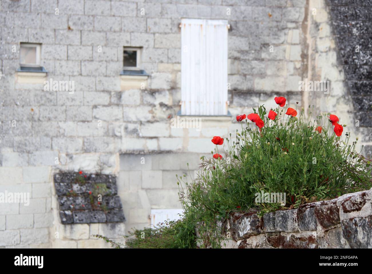 blooming poppies at a castle in saumur (france Stock Photo - Alamy
