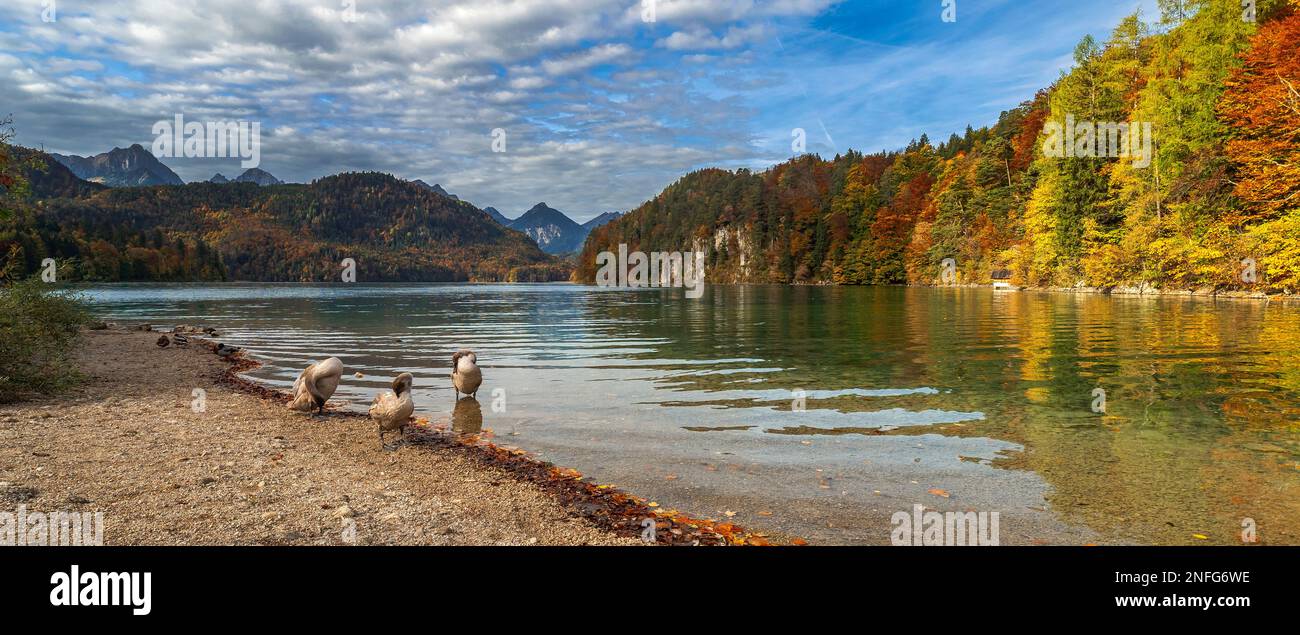 Alpsee Lake, Mountains and Forest, Bavarian Alps, Hohenschwangau ...