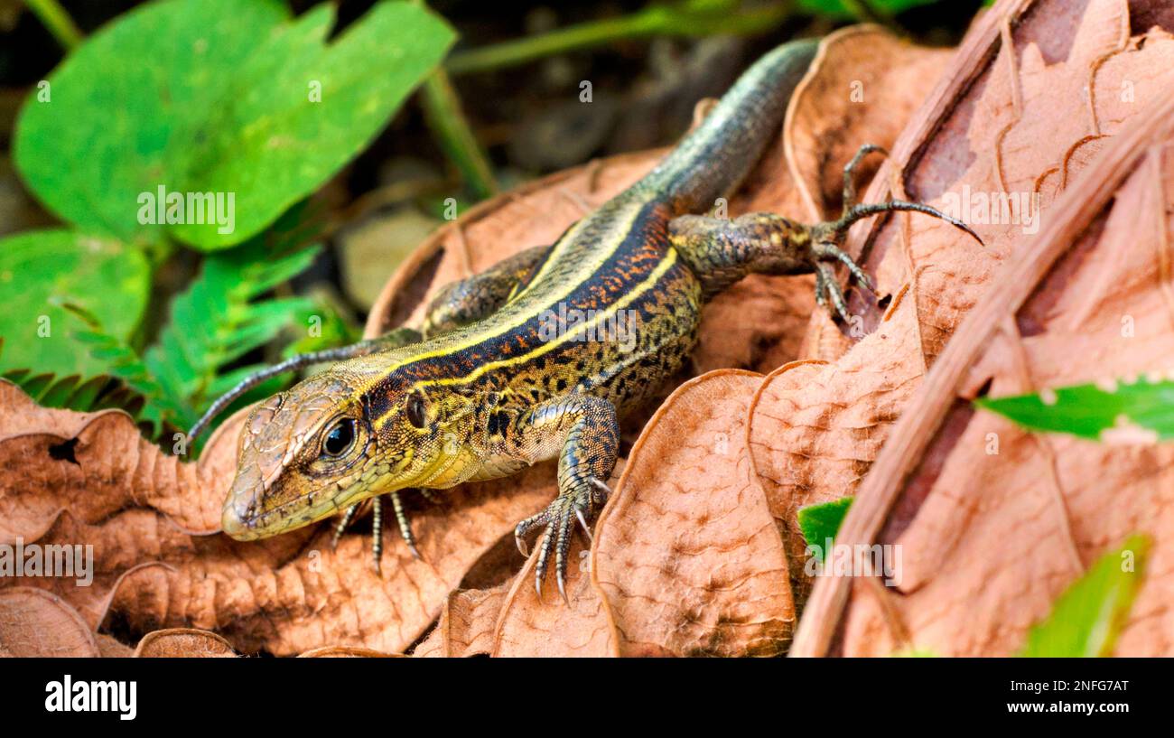Lizard, Tropical Rainforest, Corcovado National Park, Osa Conservation ...