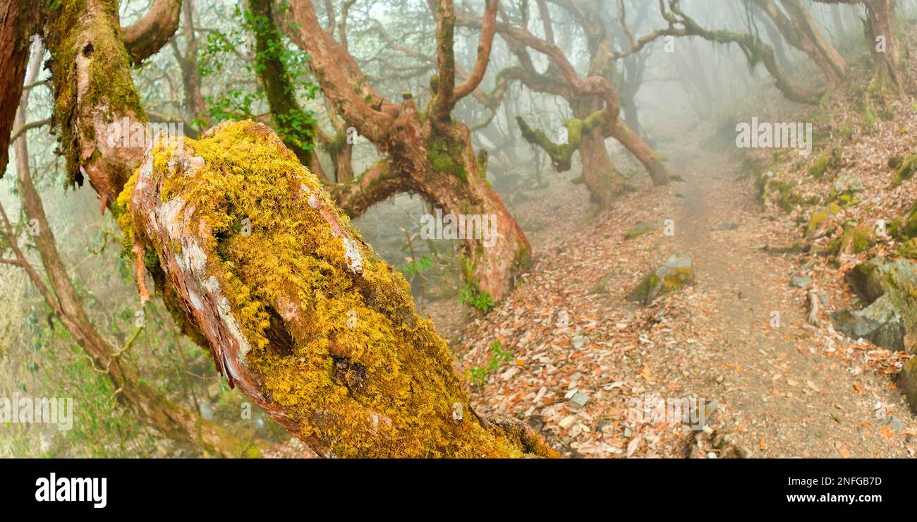 Mountain Forest Footpath, Trek to Annapurna Base Camp, Annapurna ...