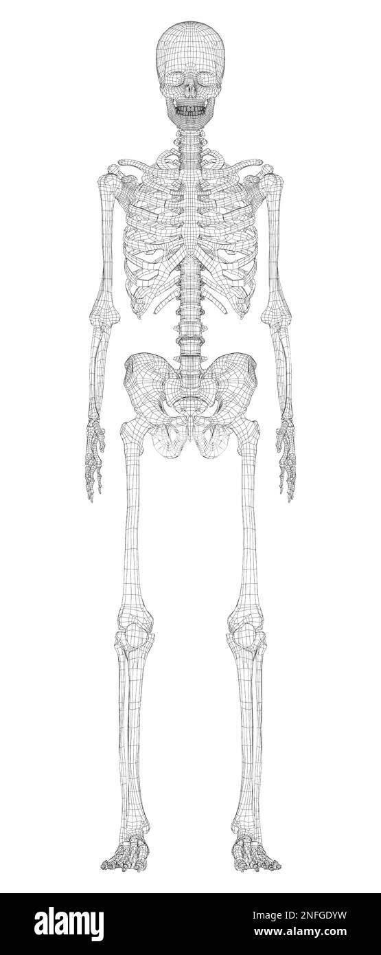 Human skeleton. 3d illustration Stock Photo - Alamy