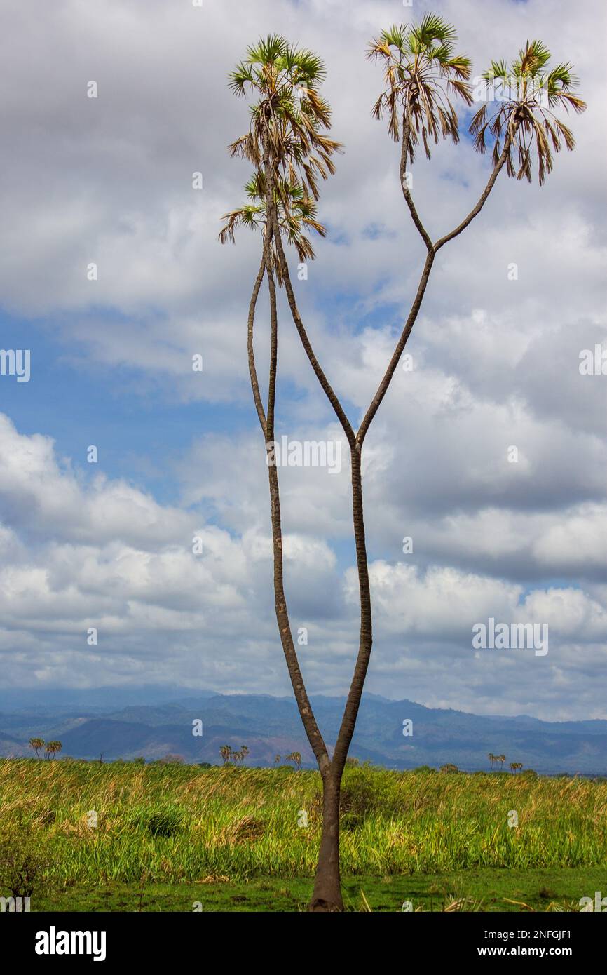 Doum palm tree hi-res stock photography and images - Alamy