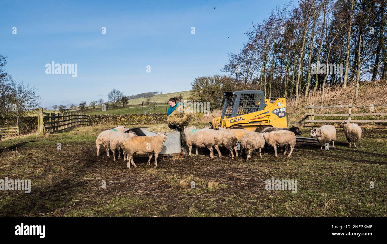 Sheep been messing about in mud hi-res stock photography and images - Alamy