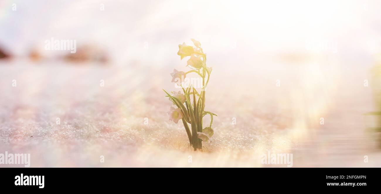 The first spring flowers. Snowdrops in the forest grow out of snow ...