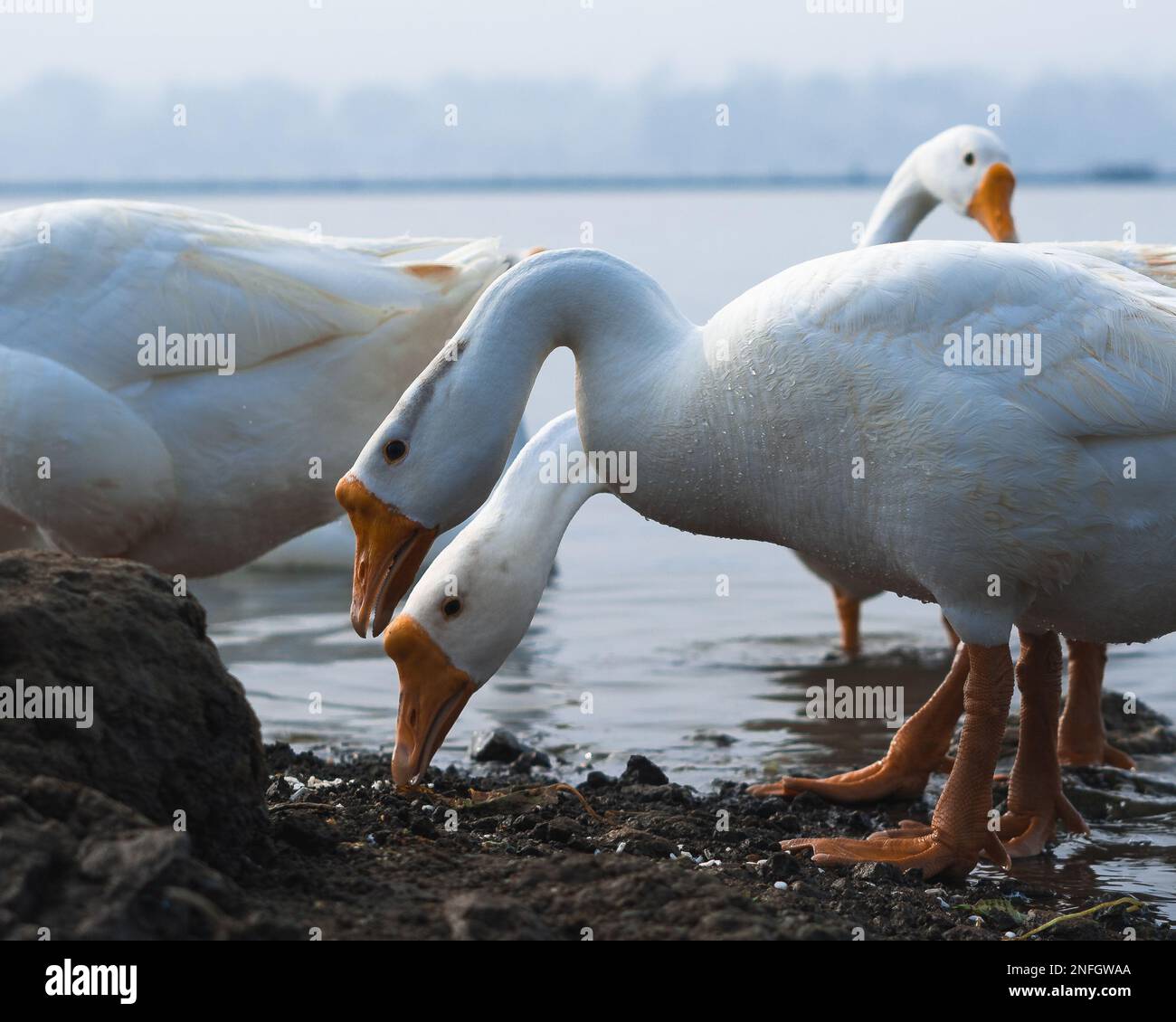 A closeup of white Chinese geese foraging on the shore. Anser cygnoides ...