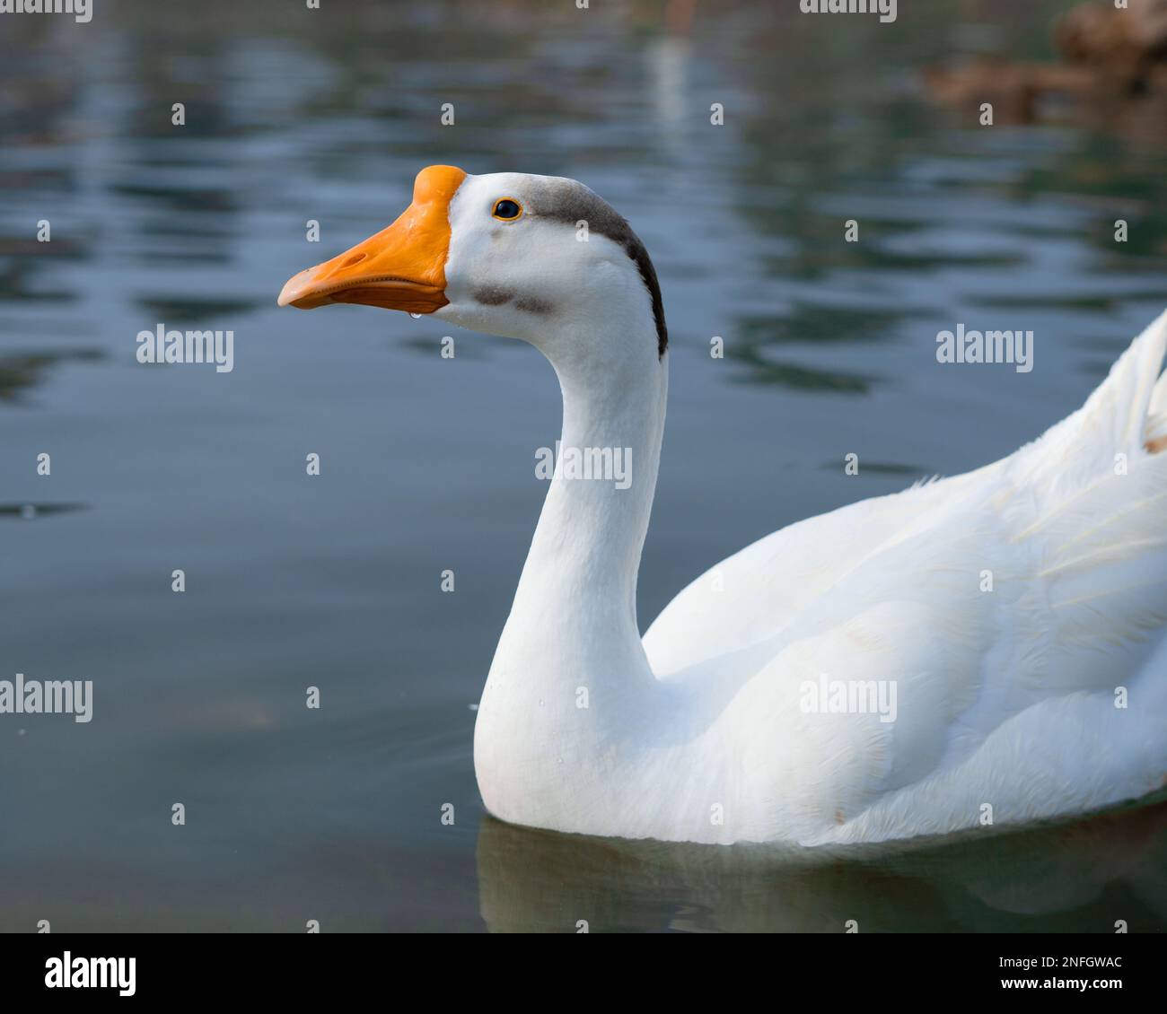 A closeup of a white Chinese goose floating on the water's surface ...