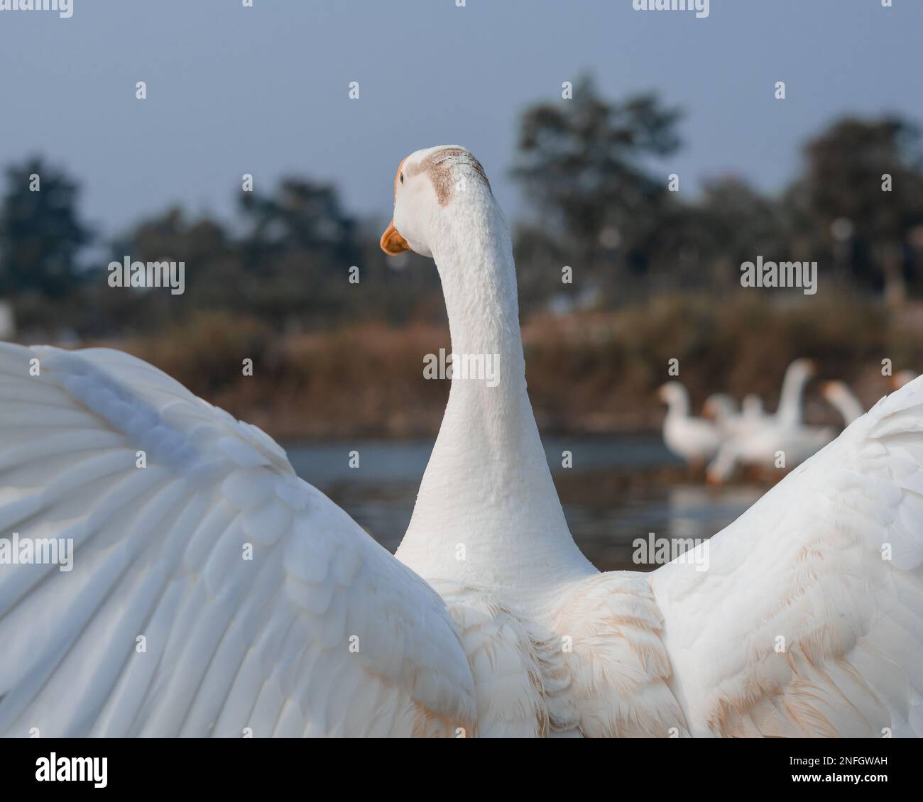 A closeup of a white Chinese goose, Anser cygnoides domesticus with ...