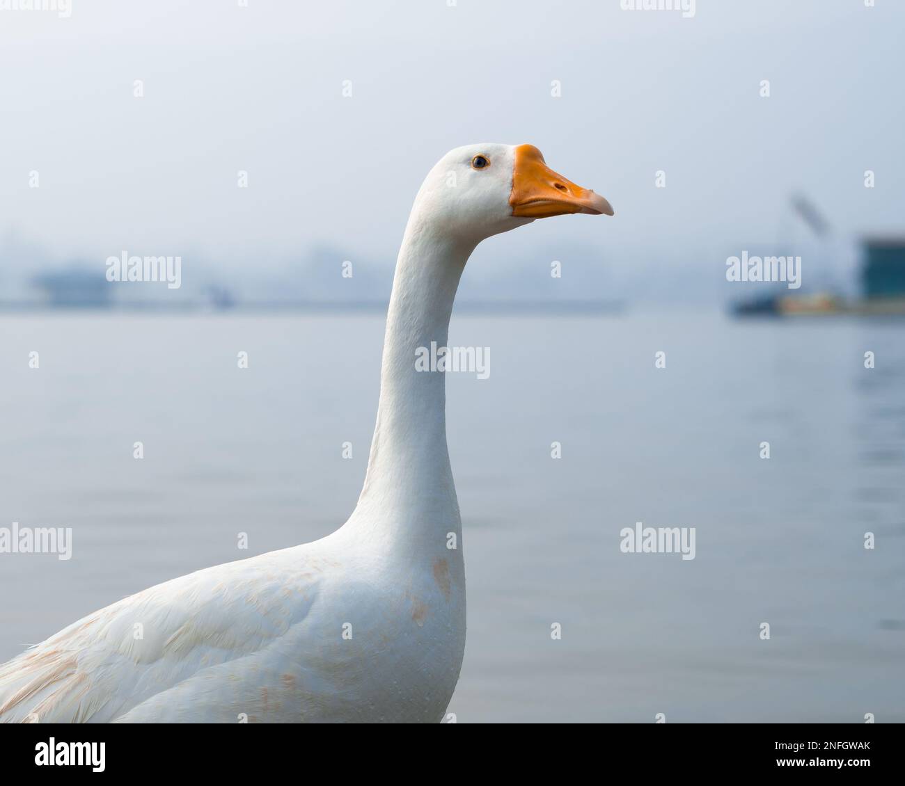 A closeup of a white Chinese goose, Anser cygnoides domesticus Stock ...