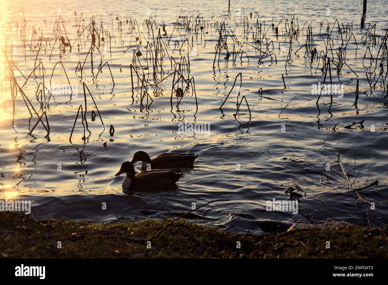 Mallards at sunrise hi-res stock photography and images - Alamy